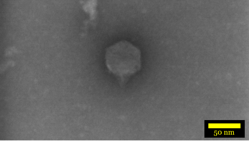 Department of Biological Sciences - Kutztown University