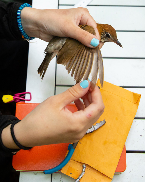 Biology: Organismal Biology and Ecology, B.S. - Kutztown University